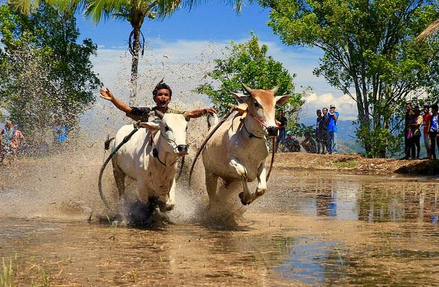 Pacu Jawi, Sumatra Barat: Balapan Sapi Tradisional di Atas Sawah ...